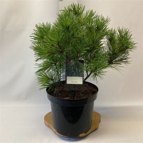 Pinus Strobus Minima — Plant Wholesale Floraccess Pinus Strobus Minima — Plant Wholesale Floraccess