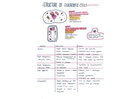 Learning With Microbiology BSC 242 Studocu