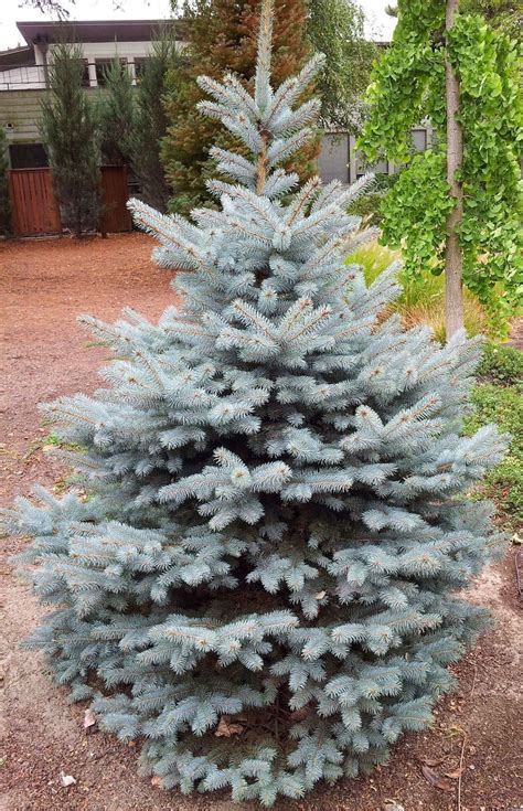 Ель колючая Блю Даймонд (Picea pungens Blue Diamond)