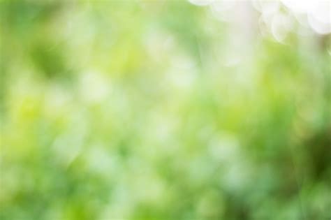 Blur Of Tree Leaves For Nature Background Photo Premium Download