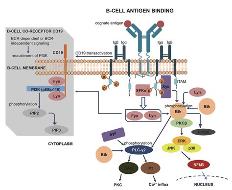 Cd19 Protein A Key Immunotherapy Target Kactus