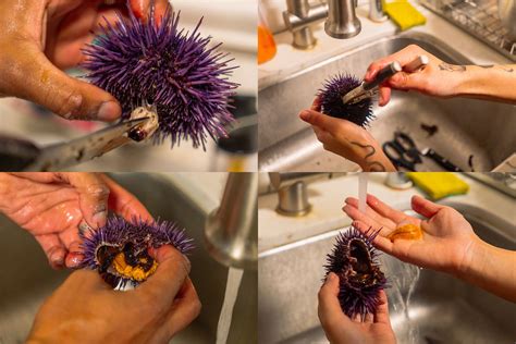 Sea Urchin Parties A Delicious Way To Help The Coastal Ecosystem Kqed