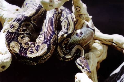 Royal Pythons True Kings Of The Vivarium Reptile Apartment