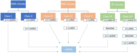 A Glimpse On The Evolution Of Rna Viruses Implications And Lessons From Sars Cov 2