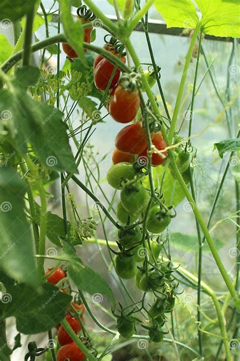 выращивание овощей и томатов повышение урожайности зеленые и красные помидоры на ветке в