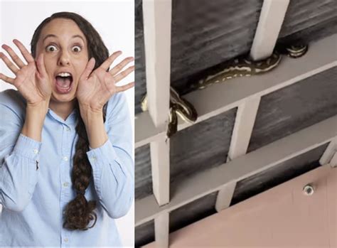 Woman Finds Massive Python Outside Her Front Door