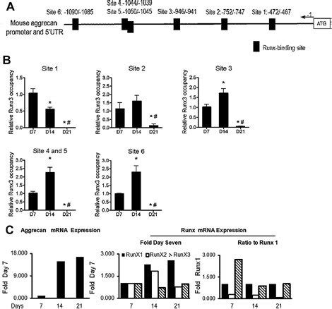 Runx Directly Binds Regulatory Sequences On The Aggrecan Promoter A