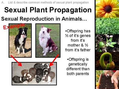 Plant Propagation Sexual Reproduction Of Plants A List
