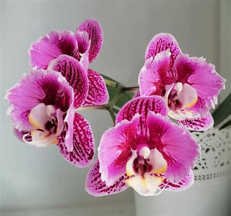Phal. Miki Opera (peloric - 2 eyes) 2.5''