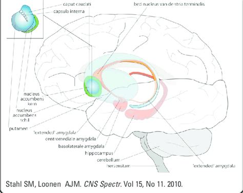 Position Of The Nucleus Accumbens Core And Shell Relative To The Dorsal