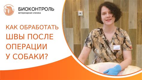 🐕 Как правильно обрабатывать послеоперационные швы у собаки? Как ...