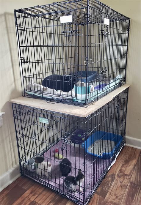 Michelle Keith Foster Kitten Setup1