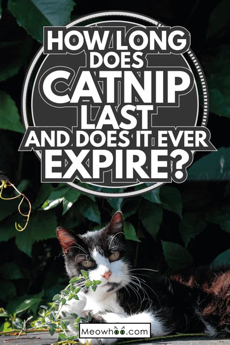 Does Catnip Expire And How Long Does It Last