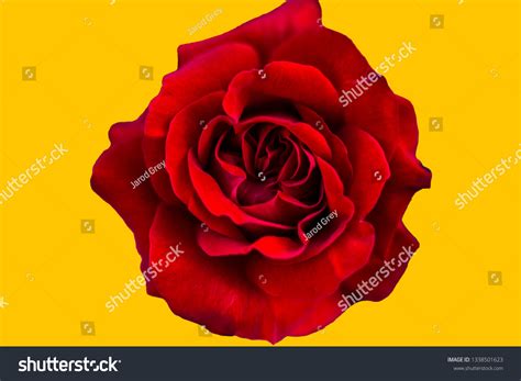 Rose Ray Png Images Stock Photos Vectors Shutterstock