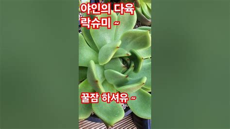 연두 싱그러운~ 꿀잠 하셔유 ~ 빈예서 파종이 실생 다육 다유기 다육이 다육식물 반려식물 다육판매 다육이판매 다육이키우기 다육인스타그램 매혹이 청주
