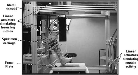 Photograph Of The Robotic Dynamic Activity Simulator Used To Reproduce