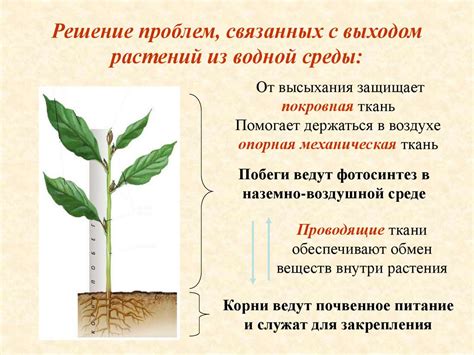 Царство Растения презентация онлайн