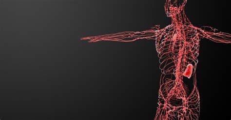 Lymphatic Dysfunction And Its Impact On Immune Health
