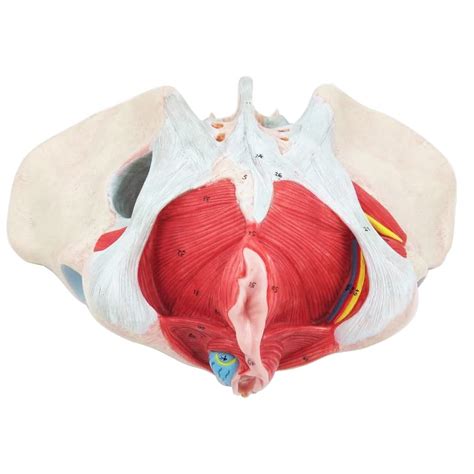 Buy Aioneereducational Model Life Size Female Pelvis Model With Muscles Pelvic Floor Linds And