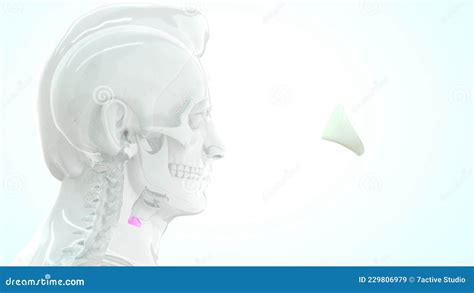 Location Of Cricoid Cartilage In Human Stock Illustration Illustration Of Attachments Hyaline