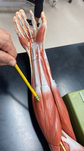 Lab 6 Bio 223 Fall 2022 Muscles That Move The Hand And Fingers Flashcards Quizlet