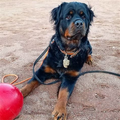 Long Haired Rottweiler Genetics Care And General Info
