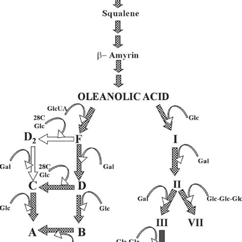 Biosynthesis Of Oleanolic Acid Glycosides ï Root Leaf Leaf And
