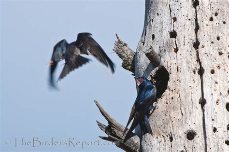 Purple Martins Building A Nest In A Woodpecker Hole In A Dead Snag