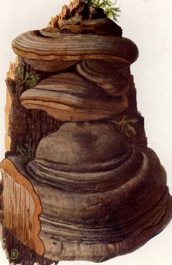 Fomes Genus