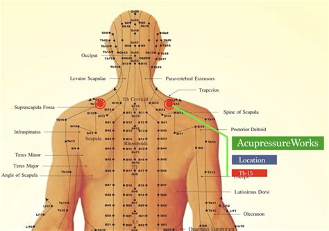 Shoulder Pressure Point Chart Shoulder Pain Acupressure Arau