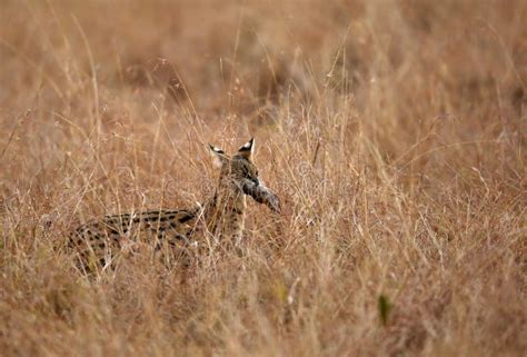 Serval Wild Cat With Kill Stock Photo Image Of Mara