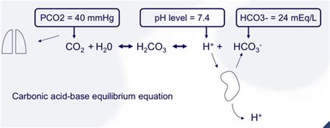 Renal Patho Mod 3 Flashcards Quizlet