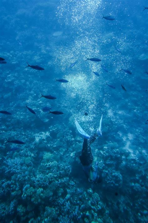 거품 깊이 다이버 다이빙 대양 같은 모험 물 물고기 물고기 떼 바다 바다 경치 바다 탐험 블루 산호