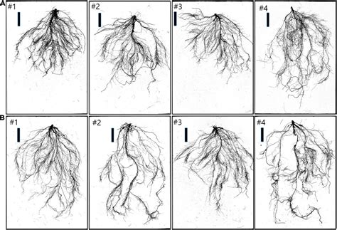 Frontiers Silicon Application Differentially Modulates Root