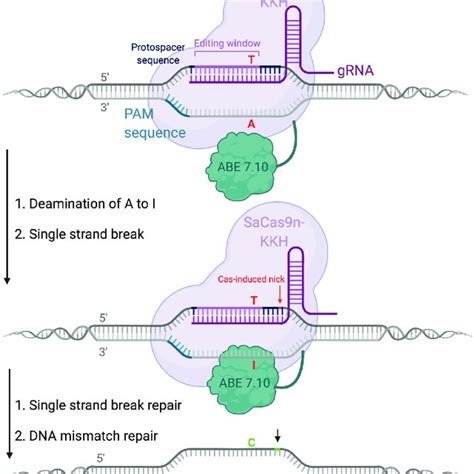 Overview Of Base Editing Strategy For A Ct Transition Mutation The Download Scientific