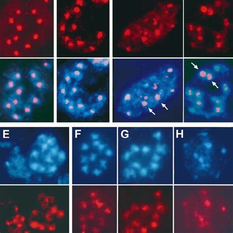 Fluorescence In Situ Hybridization And In Situ Primer Extension To Download Scientific Diagram