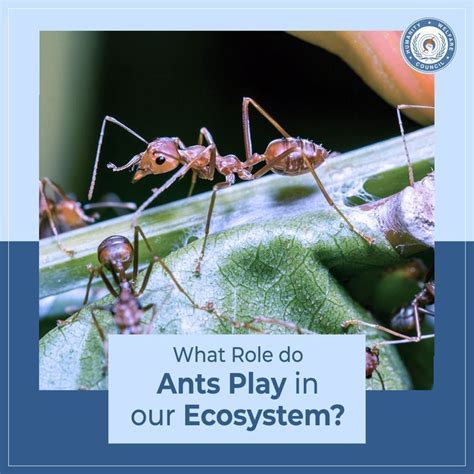 What Impact Does Fire Ants Have On The Environment