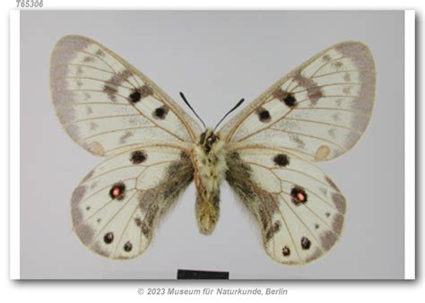 Parnassius D Delphius Type Specimens