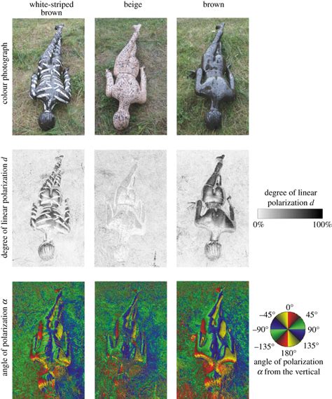 Reflection Polarization Characteristics Of Lying Human Models As
