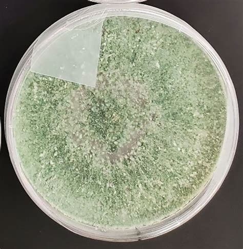 Mission Possible Investigating Root Rot Greenhouse Canadagreenhouse Canada