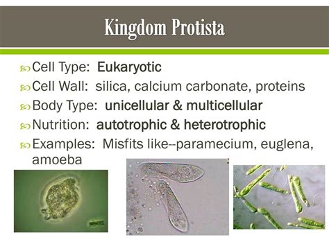 Ppt Taxonomy And Classification Powerpoint Presentation Free