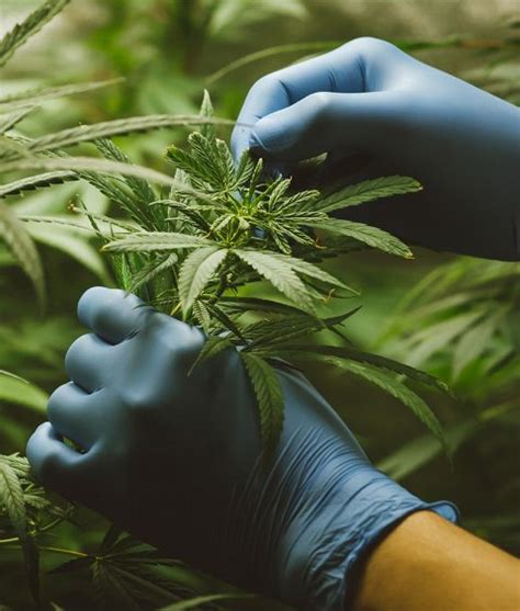 Aspergillus Test 15 Minute Cannabis Microbial Screening