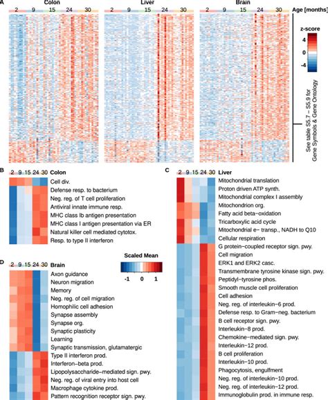 Metabolic Modelling Reveals The Aging Associated Decline Of Hostmicrobiome Metabolic
