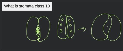 What Is Stomata Class Filo