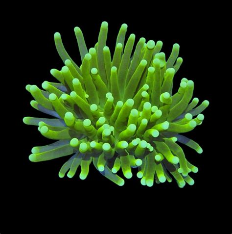 Connecticut Bug Selection Of Euphyllia Reef2reef