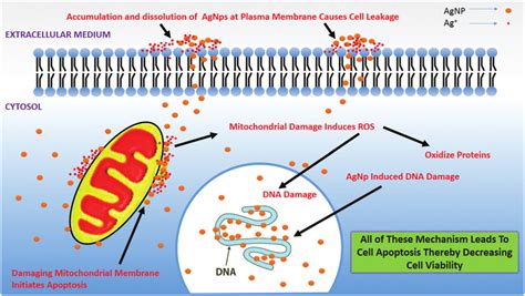 Schematic Representation Of Interrelations Between Various Cellular