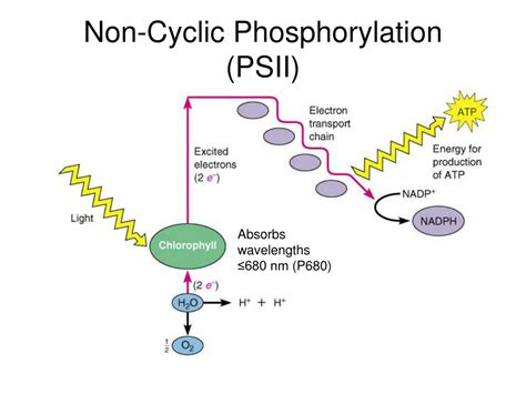 Ppt Phototrophs Powerpoint Presentation Free Download Id4745355