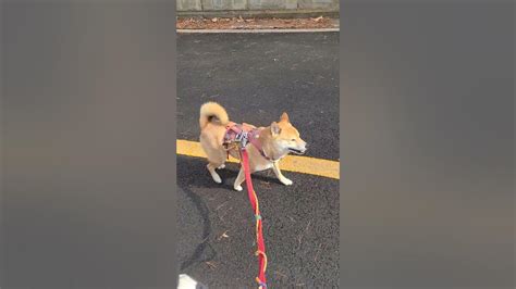 관악산 산책에 신난 시바견 Youtube