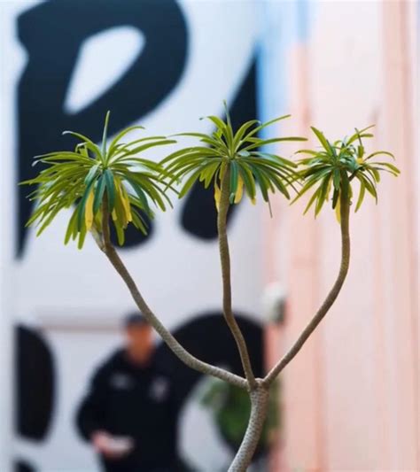 help identify this tree r dendrology