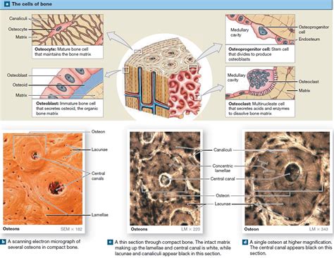 Human Skeleton Skeletal System Function Human Bones
